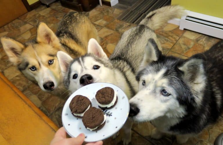 DIY OREO DOG COOKIES | Gone to the Snow Dogs