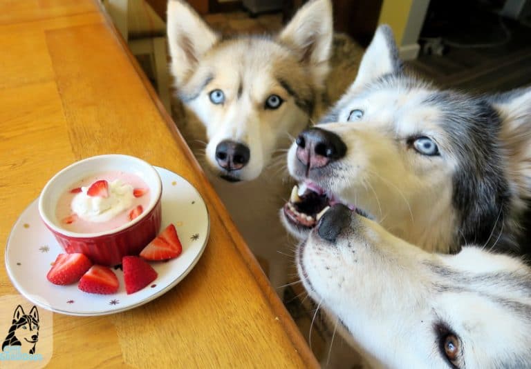 DIY DOG SMOOTHIE Strawberry Banana Smoothie DIY Dog Treats | Gone to ...