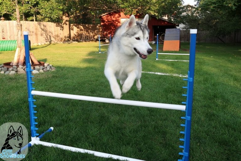 DIY: Build Your Own Agility Jumps for Backyard Fun | Gone to the Snow Dogs