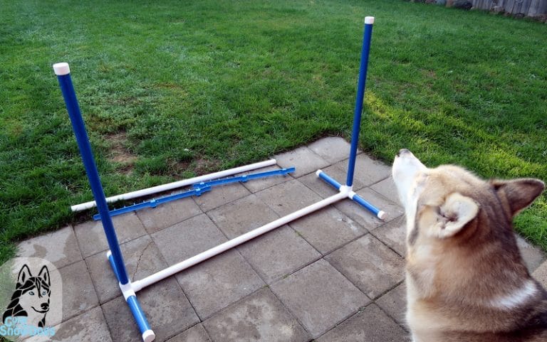 DIY: Build Your Own Agility Jumps for Backyard Fun | Gone to the Snow Dogs