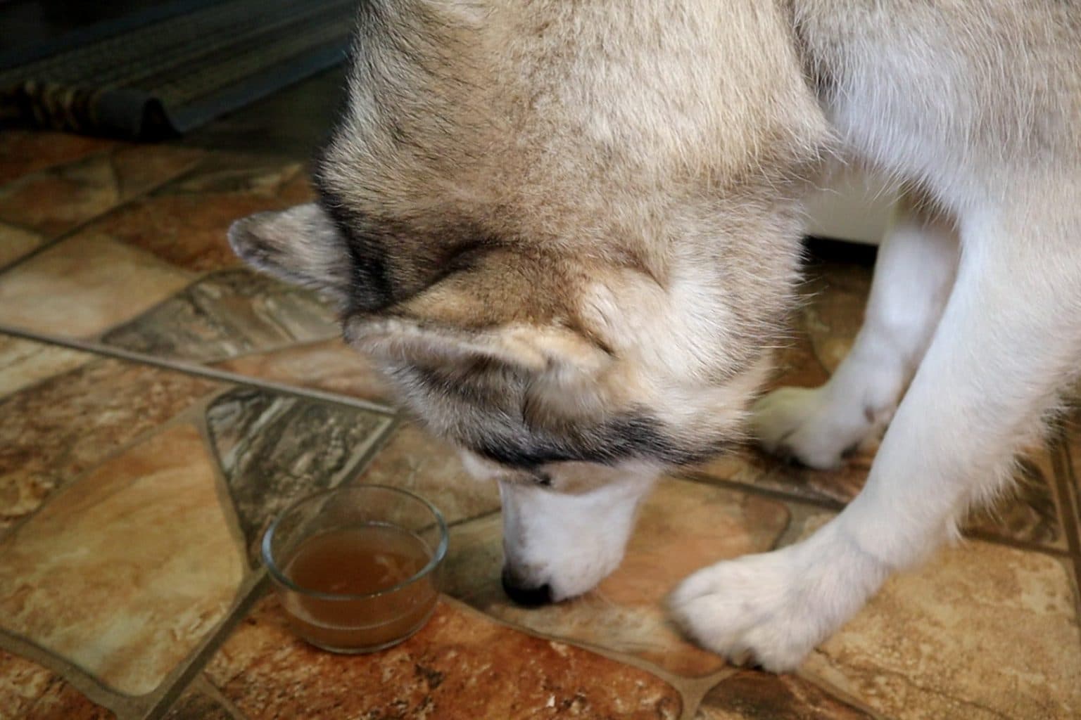 Apple Cider For Dogs | Homemade Dog Recipes | Gone to the Snow Dogs