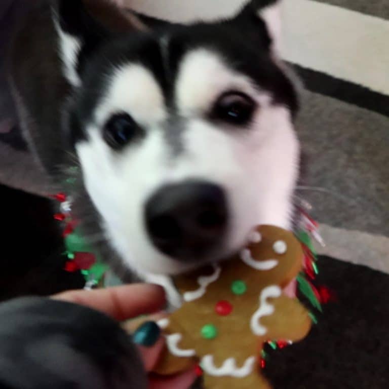 Gingerbread Cookies for Dogs Recipe | Gone to the Snow Dogs